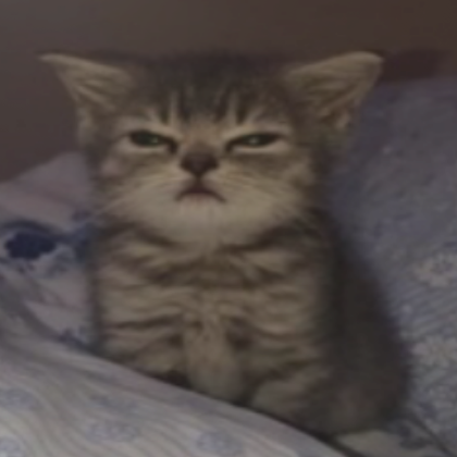 angry cat (profile picture) | Roblox Item - Rolimon's