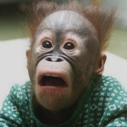 bruh monkey pfp | Roblox Item - Rolimon's