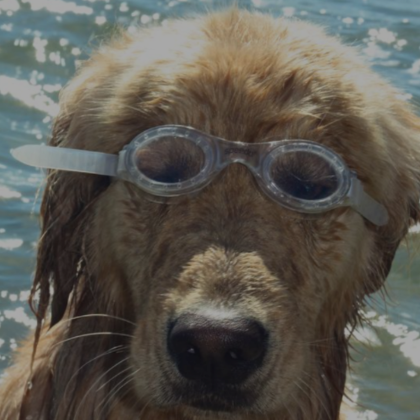 wet dog pfp | Roblox Item - Rolimon's