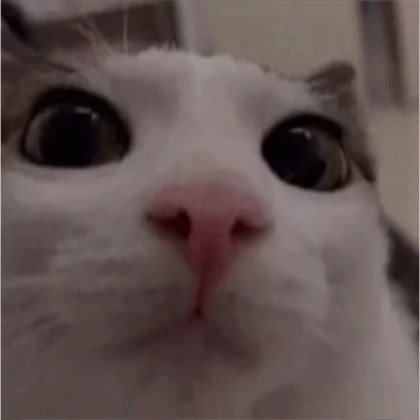 Plinko Cute Cat Wide Eyes PFP Profile Picture | Roblox Item - Rolimon's