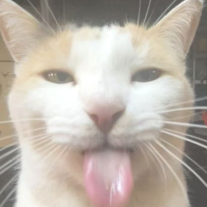 Blehh Cat Cube | Roblox Item - Rolimon's