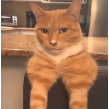 Sigma Cat Box | Roblox Item - Rolimon's