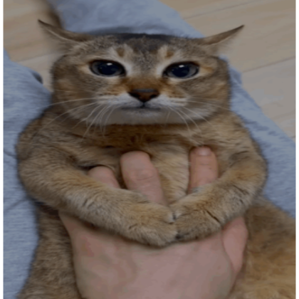 Tole Tole/Mei Mei Cat Meme Box 😺📦 | Roblox Item - Rolimon's