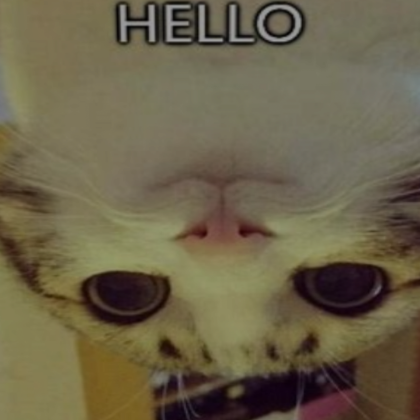 cat saying hello (profile picture) | Roblox Item - Rolimon's