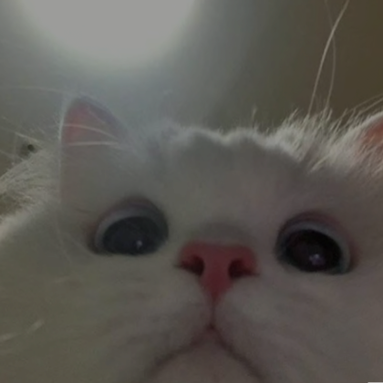 Adorable Eyes Cat Pfp | Roblox Item - Rolimon's