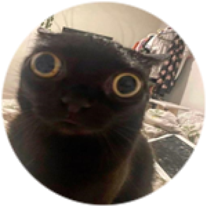 staring cat - Roblox