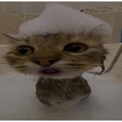 soapy cat (profile picture) | Roblox Item - Rolimon's