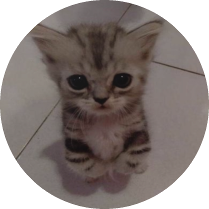 El Gato Cat PFP | Roblox Item - Rolimon's