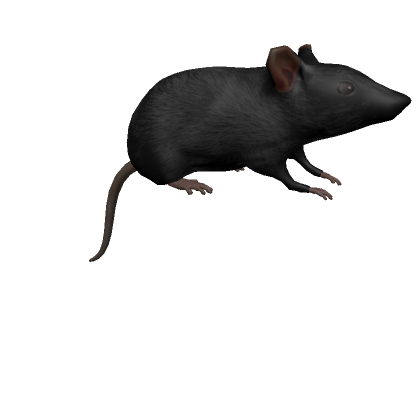 Black Rat on Head | Roblox Item - Rolimon's