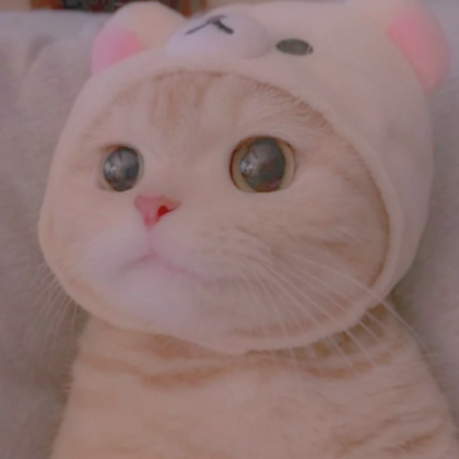 super cute kitty pfp | Roblox Item - Rolimon's