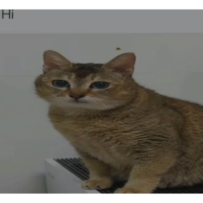 tole tole hi cat meme box (Cute) | Roblox Item - Rolimon's