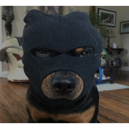 Dog W/ Ski Mask (Profile Picture) | Roblox Item - Rolimon's