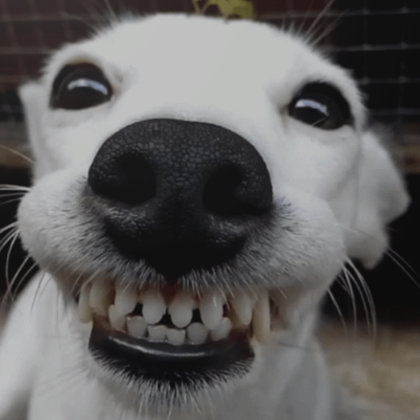 smiley dog (profile picture) | Roblox Item - Rolimon's