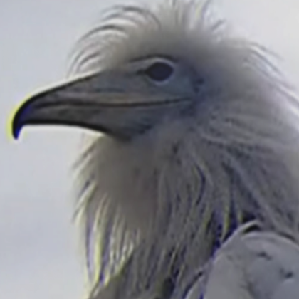 Erosion Bird PFP | Roblox Item - Rolimon's