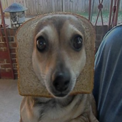 cute funny dog (profile picture) | Roblox Item - Rolimon's