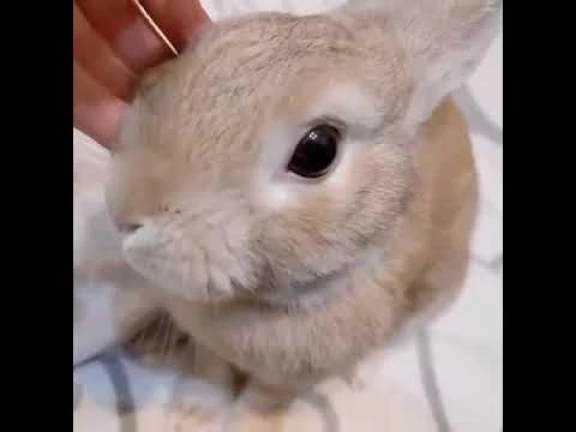 [UPDATE] slungus | Roblox Game - Rolimon's