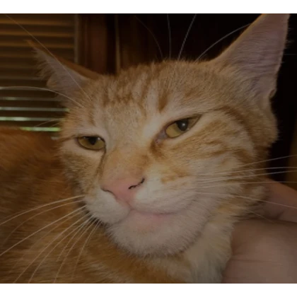 Sigma Cat (Profile Picture) | Roblox Item - Rolimon's