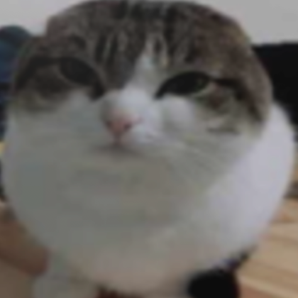 Wawa Cat (profile picture) | Roblox Item - Rolimon's