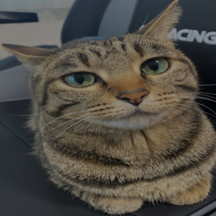 erm what the flip cat profile picture (pfp) | Roblox Item - Rolimon's