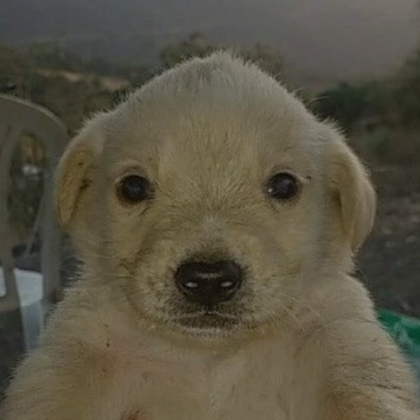 Serious Dog PFP | Roblox Item - Rolimon's