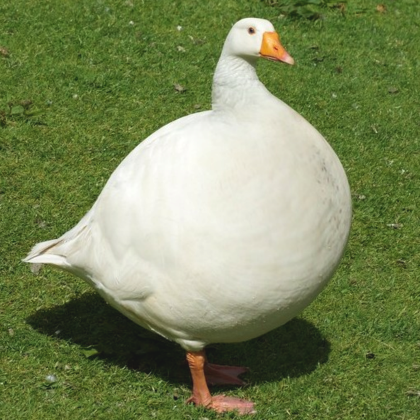 Fat Goose Touch Grass | Roblox Item - Rolimon's